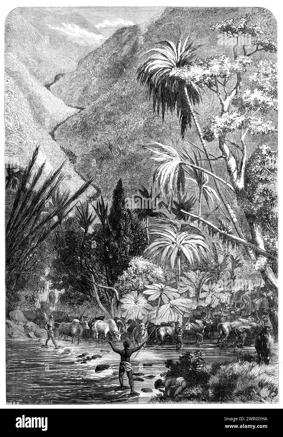 Beef farming rainforest hi-res stock photography and images - Alamy