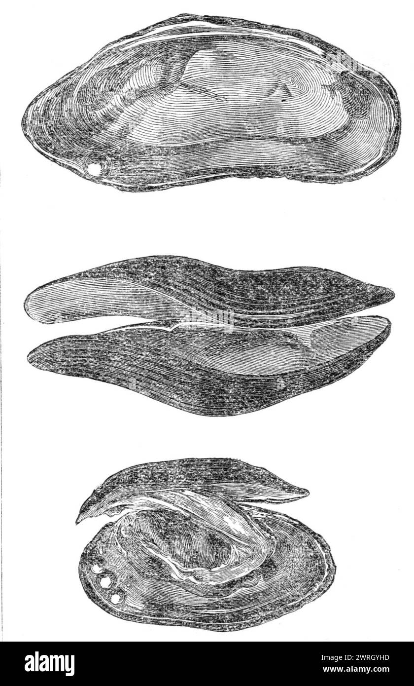 Scottish mussel Black and White Stock Photos & Images - Alamy