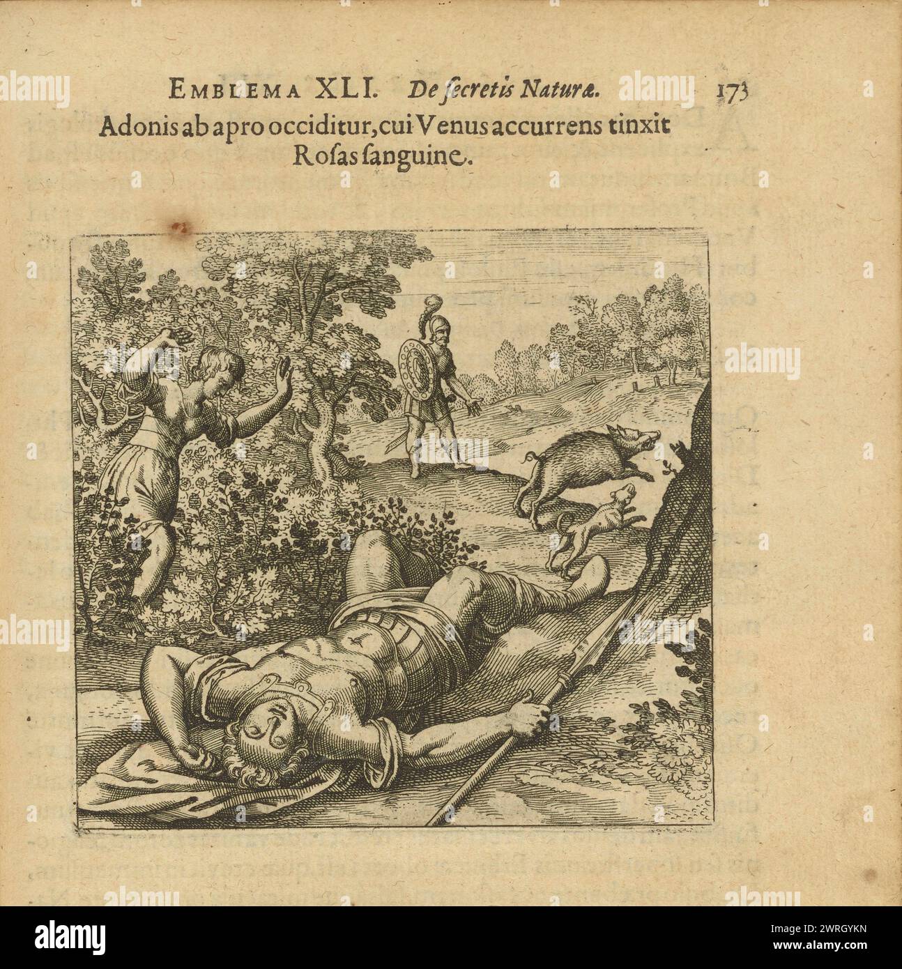 Adonis roses hi-res stock photography and images - Alamy