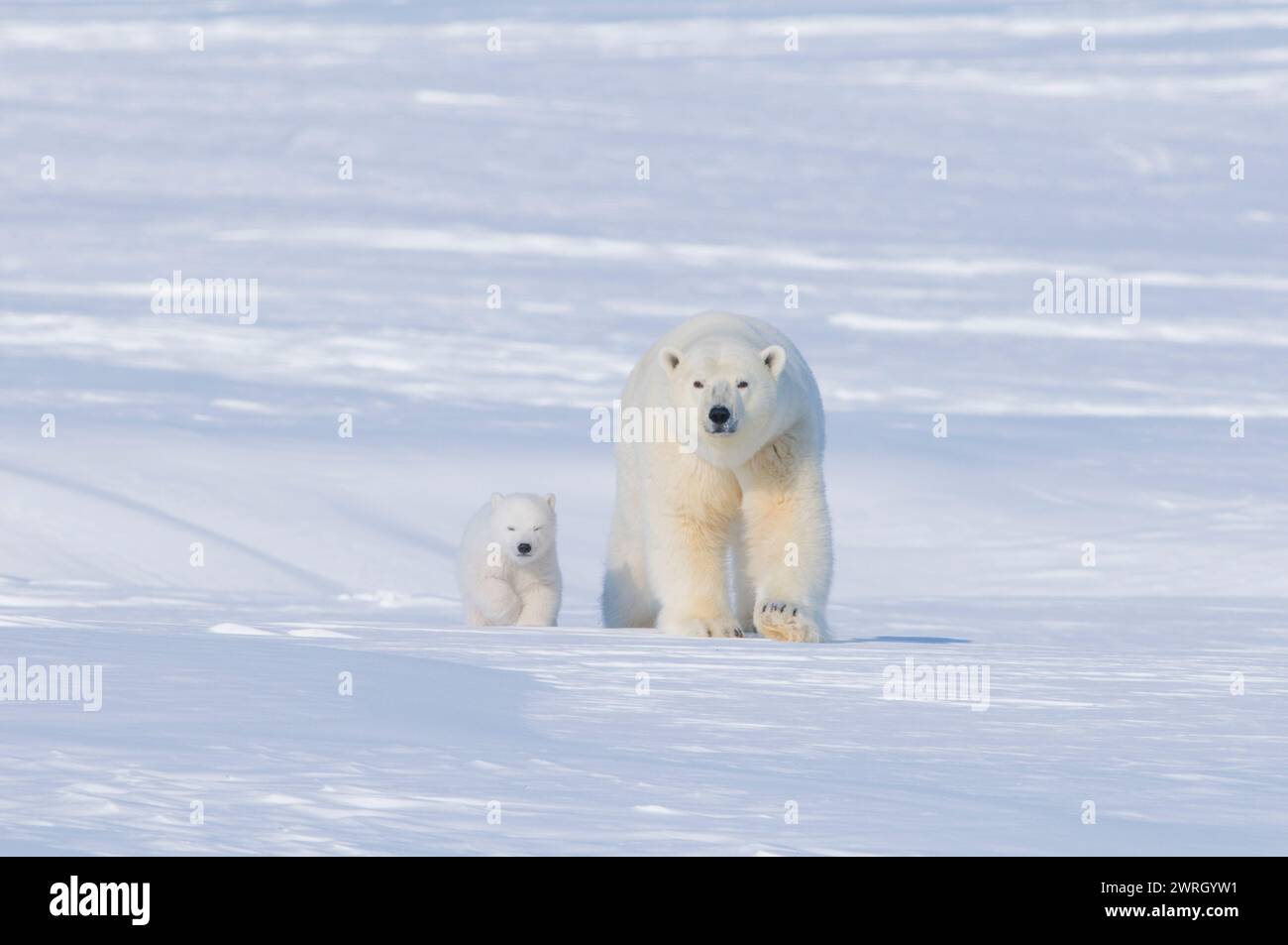 polar bears Ursus maritimus sow with spring cub newly emerged from den ...