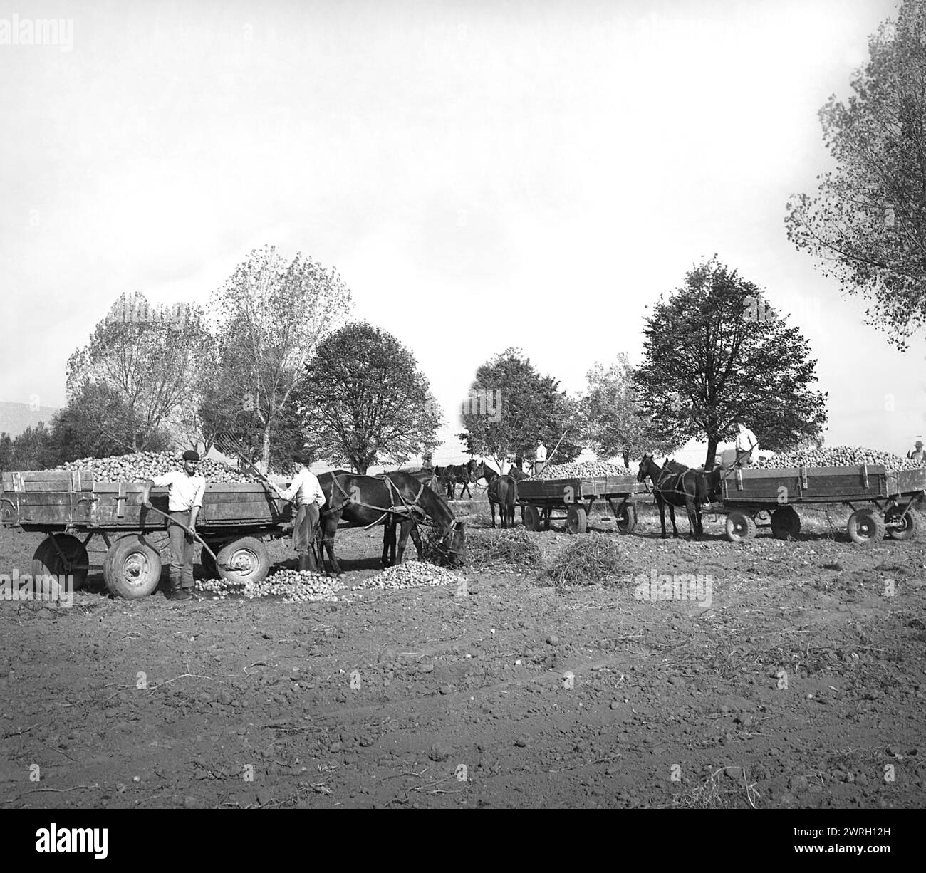 State agricultural cooperative in communist Romania, in the 1970s. Men ...