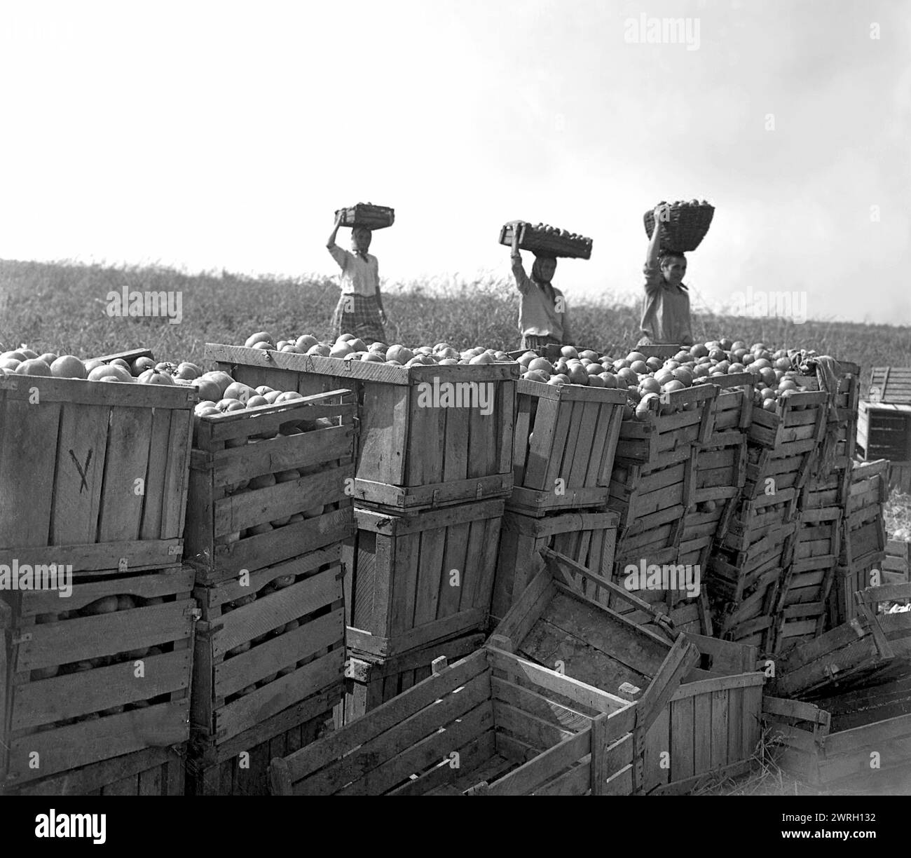 State agricultural cooperative in communist Romania, in the 1970s ...