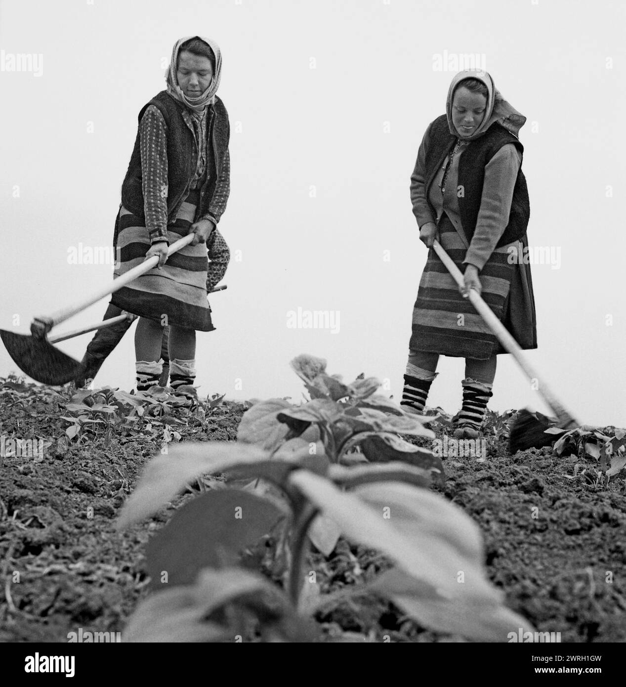 State agricultural cooperative in communist Romania, in the 1970s ...