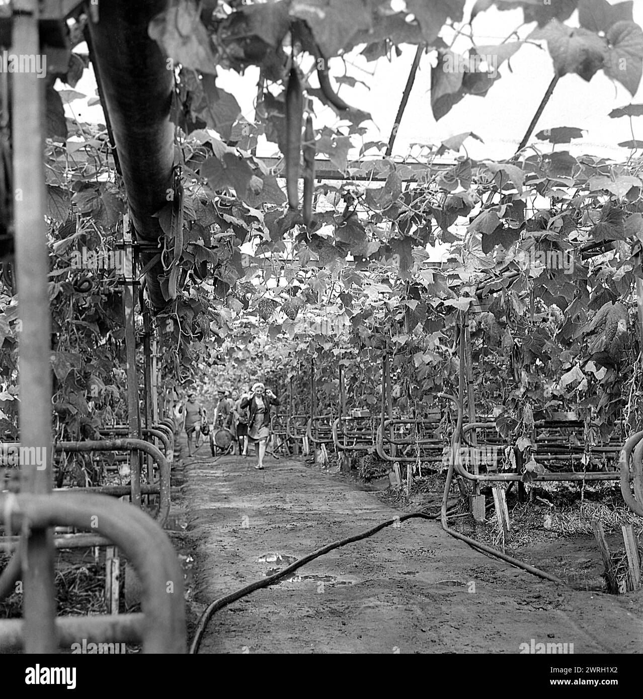 Mass production of plants Black and White Stock Photos & Images - Alamy