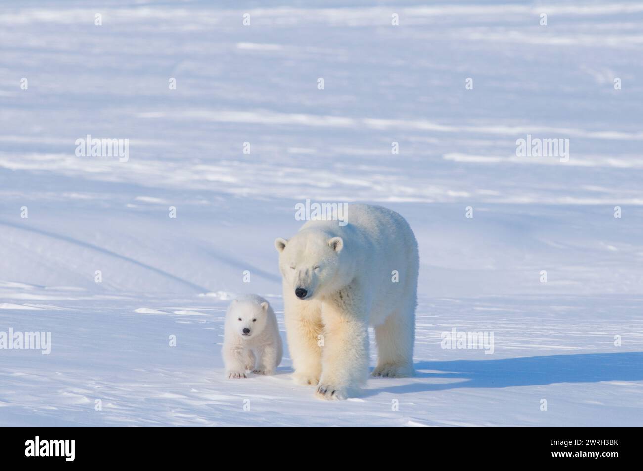 polar bears Ursus maritimus sow with spring cub newly emerged from den ...