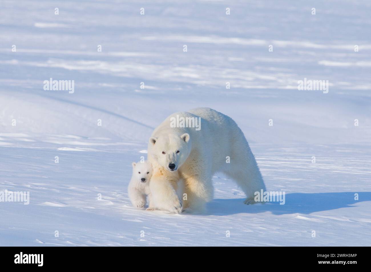 polar bears Ursus maritimus sow with spring cub newly emerged from den ...