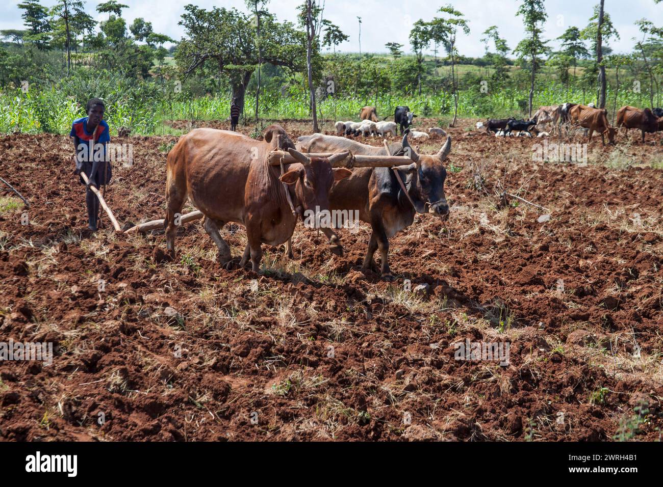 Boy plowing field hi-res stock photography and images - Alamy