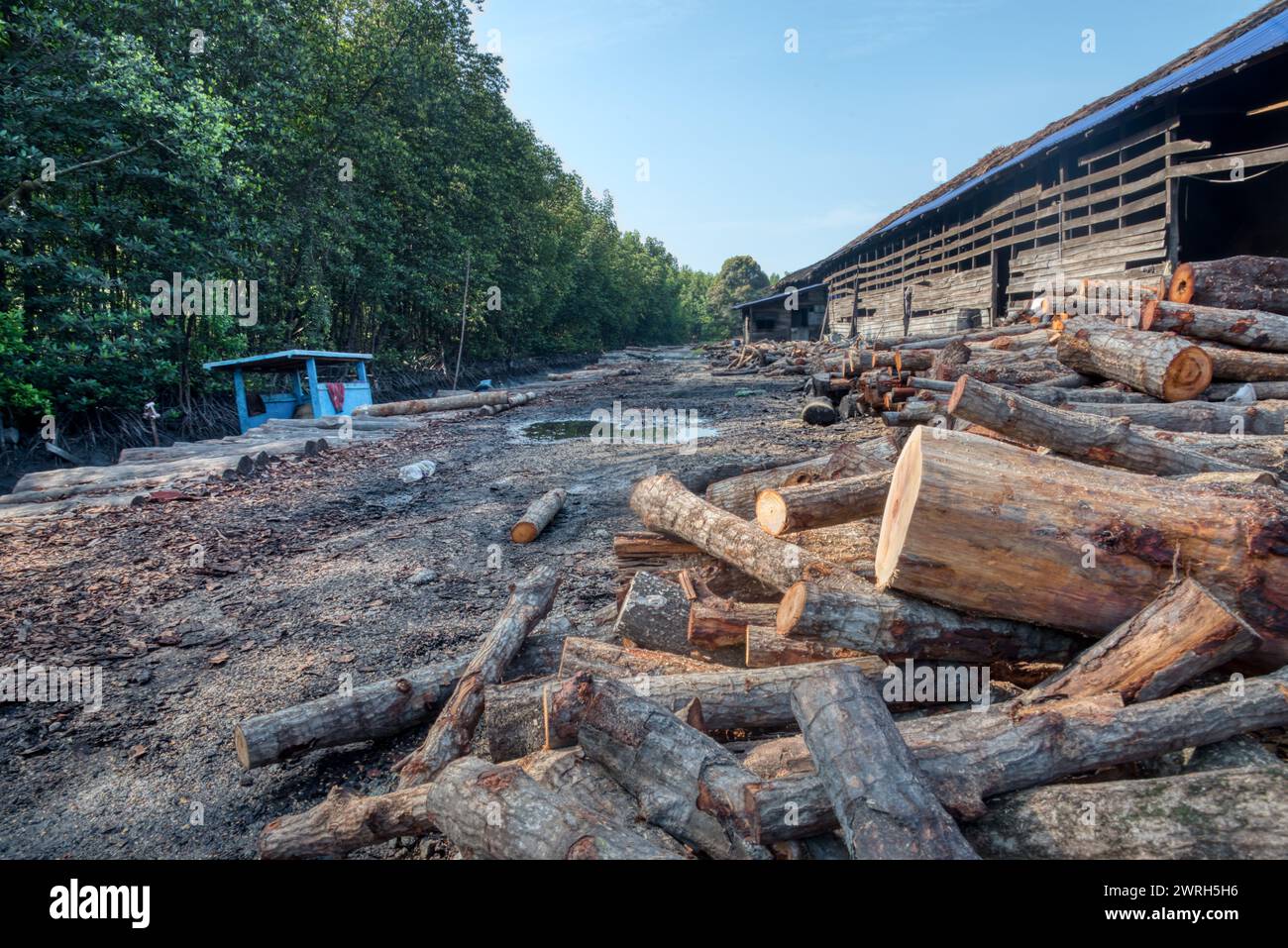 Scene of mangrove logs outside the charcoal factory shed Stock Photo ...