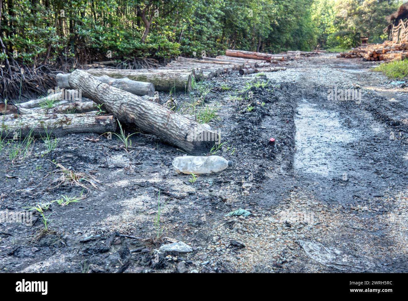 Scene of mangrove logs outside the charcoal factory shed Stock Photo ...