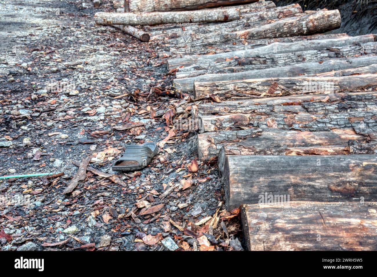 Scene of mangrove logs outside the charcoal factory shed Stock Photo ...