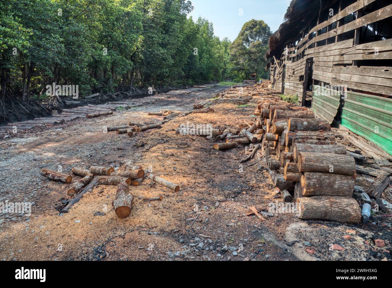 Scene of mangrove logs outside the charcoal factory shed Stock Photo ...