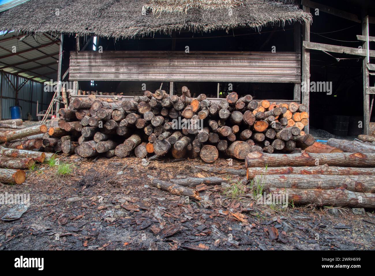 Scene of mangrove logs outside the charcoal factory shed Stock Photo ...
