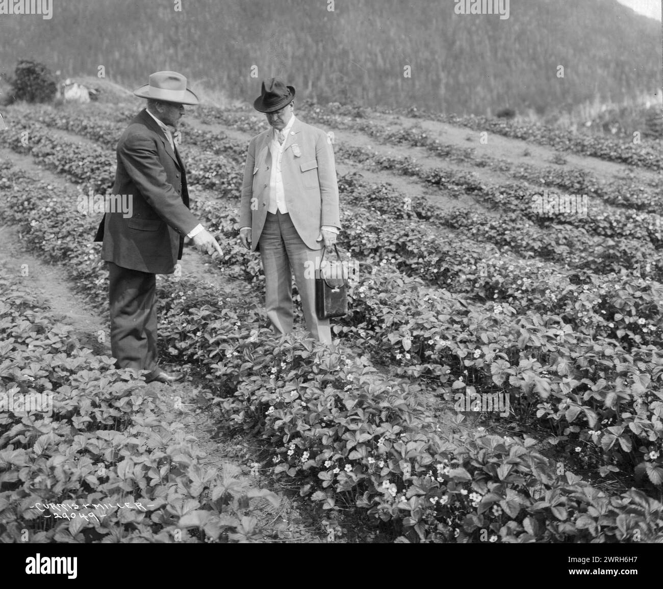 Strawberry plants on government farm, 1916 Stock Photo - Alamy