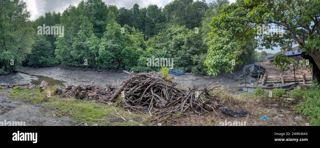 Scene of mangrove logs outside the charcoal factory shed Stock Photo ...