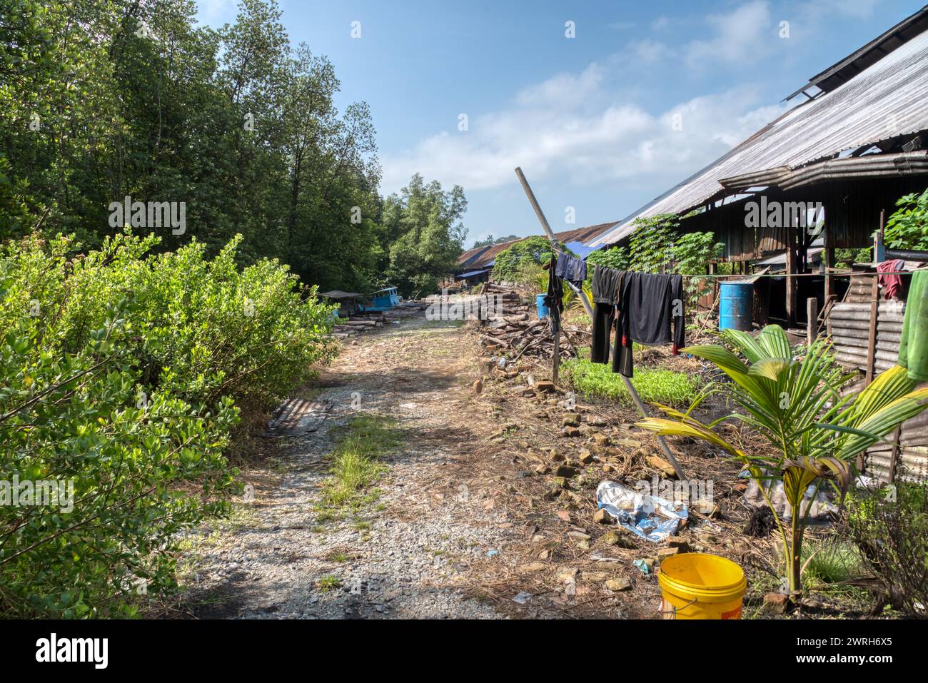 Scene of mangrove logs outside the charcoal factory shed Stock Photo ...