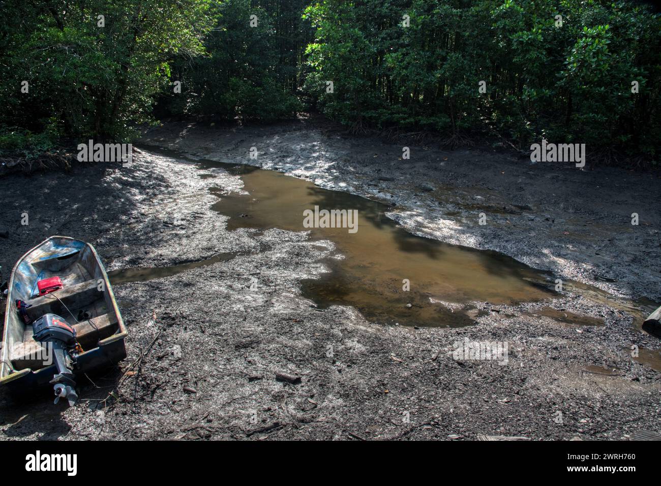 Scene of mangrove logs outside the charcoal factory shed Stock Photo ...