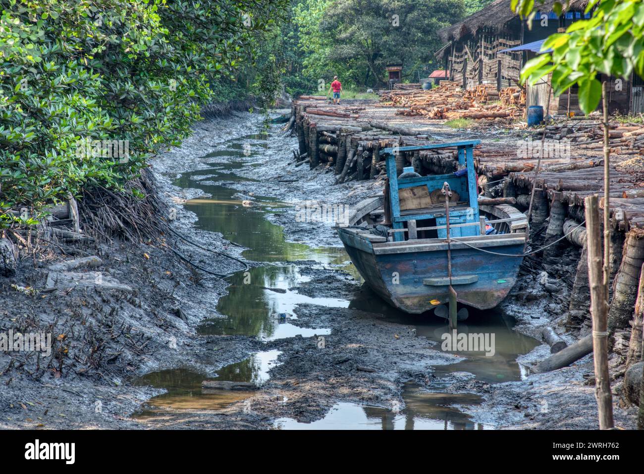 Scene of mangrove logs outside the charcoal factory shed Stock Photo ...