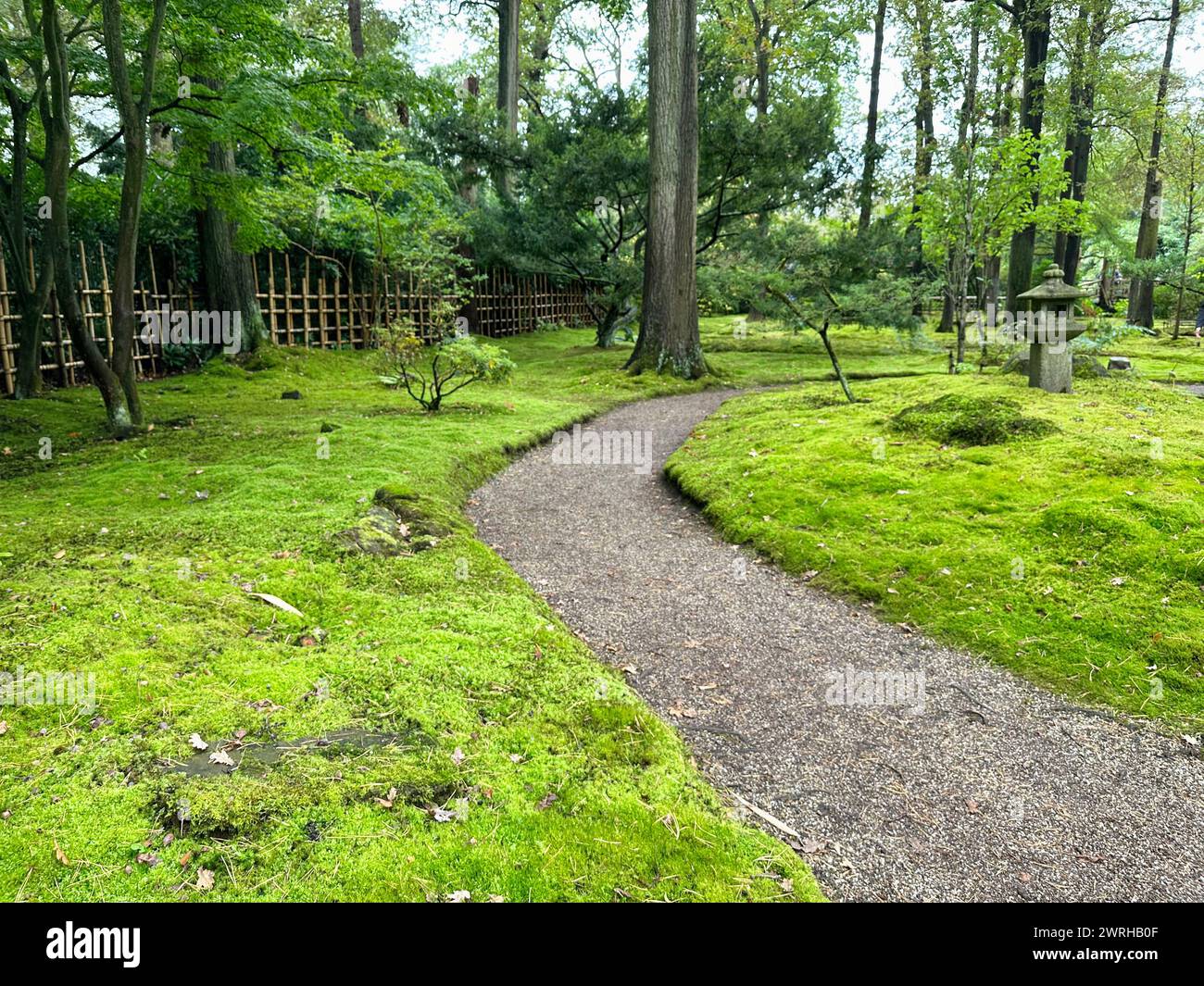 Bright moss, different plants, stone lantern and pathway in Japanese ...