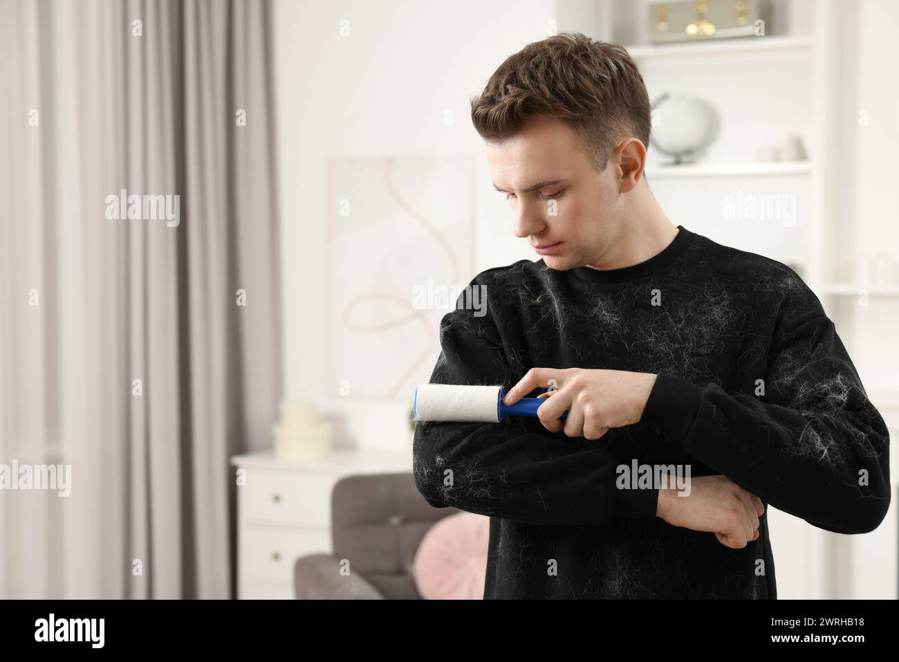 Pet shedding. Man with lint roller removing dog's hair from sweater at ...
