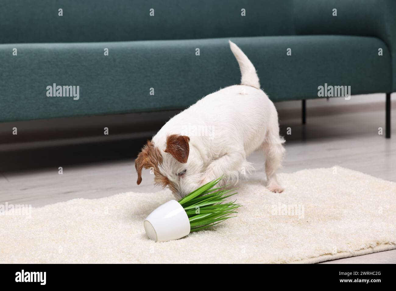 Cute dog near overturned houseplant on rug indoors Stock Photo - Alamy