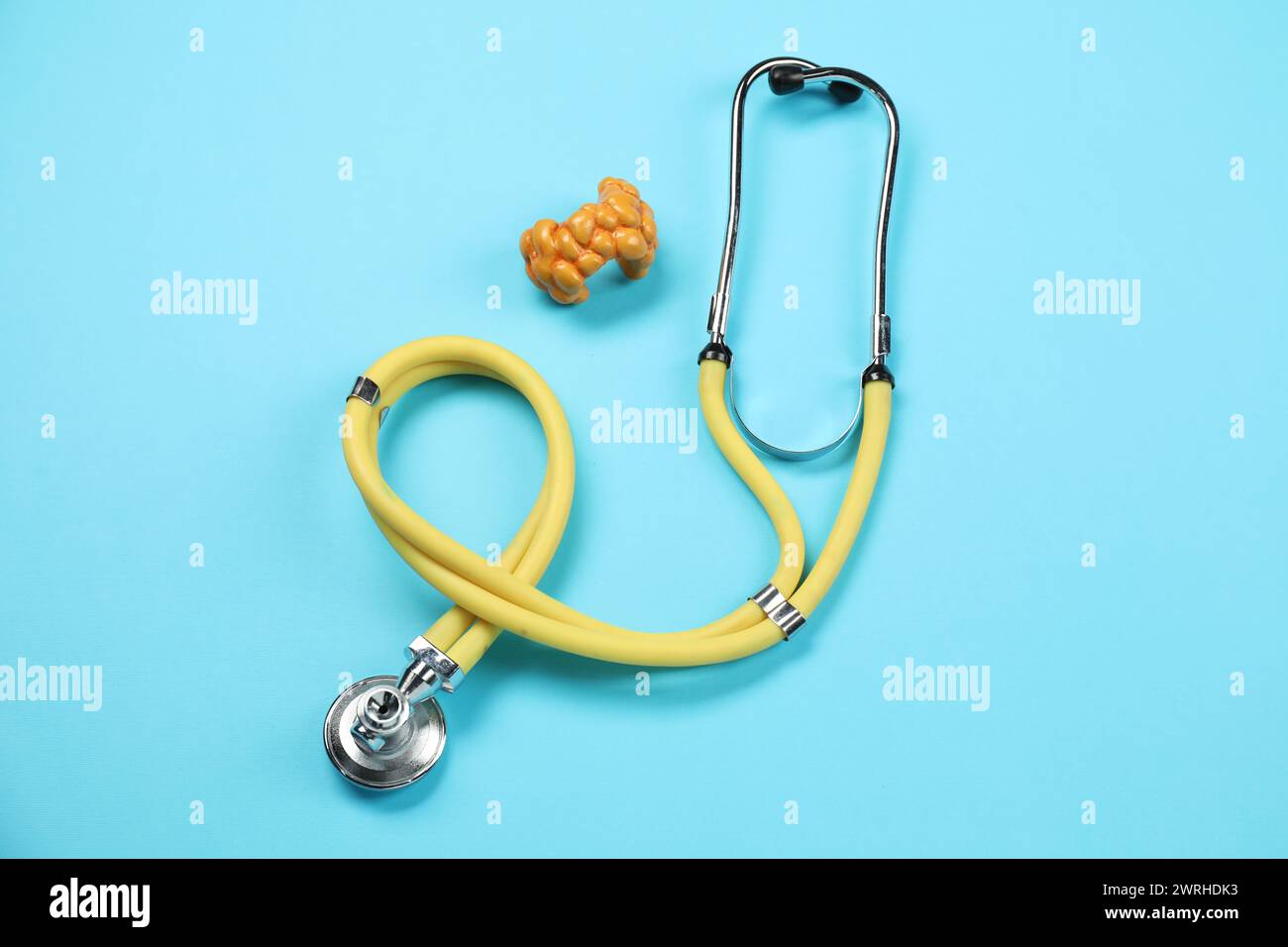 Endocrinology. Stethoscope and model of thyroid gland on light blue ...