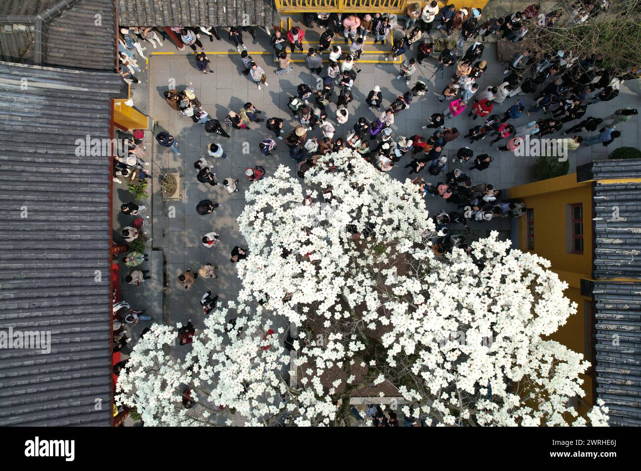 HANGZHOU, CHINA - MARCH 12, 2024 - Tourists view a magnolia flower in ...