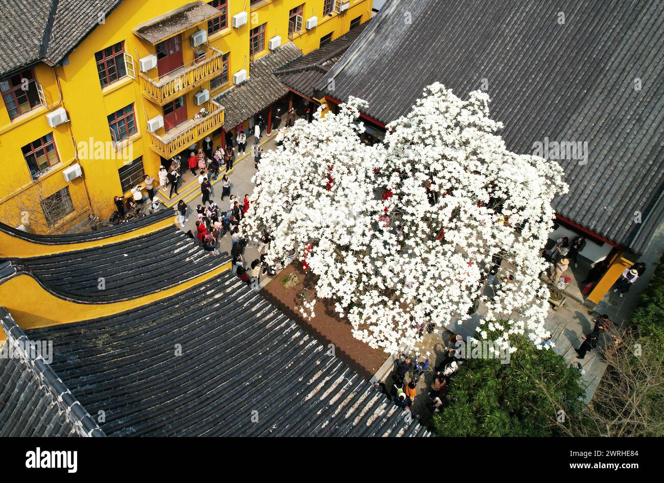 HANGZHOU, CHINA - MARCH 12, 2024 - Tourists view a magnolia flower in ...