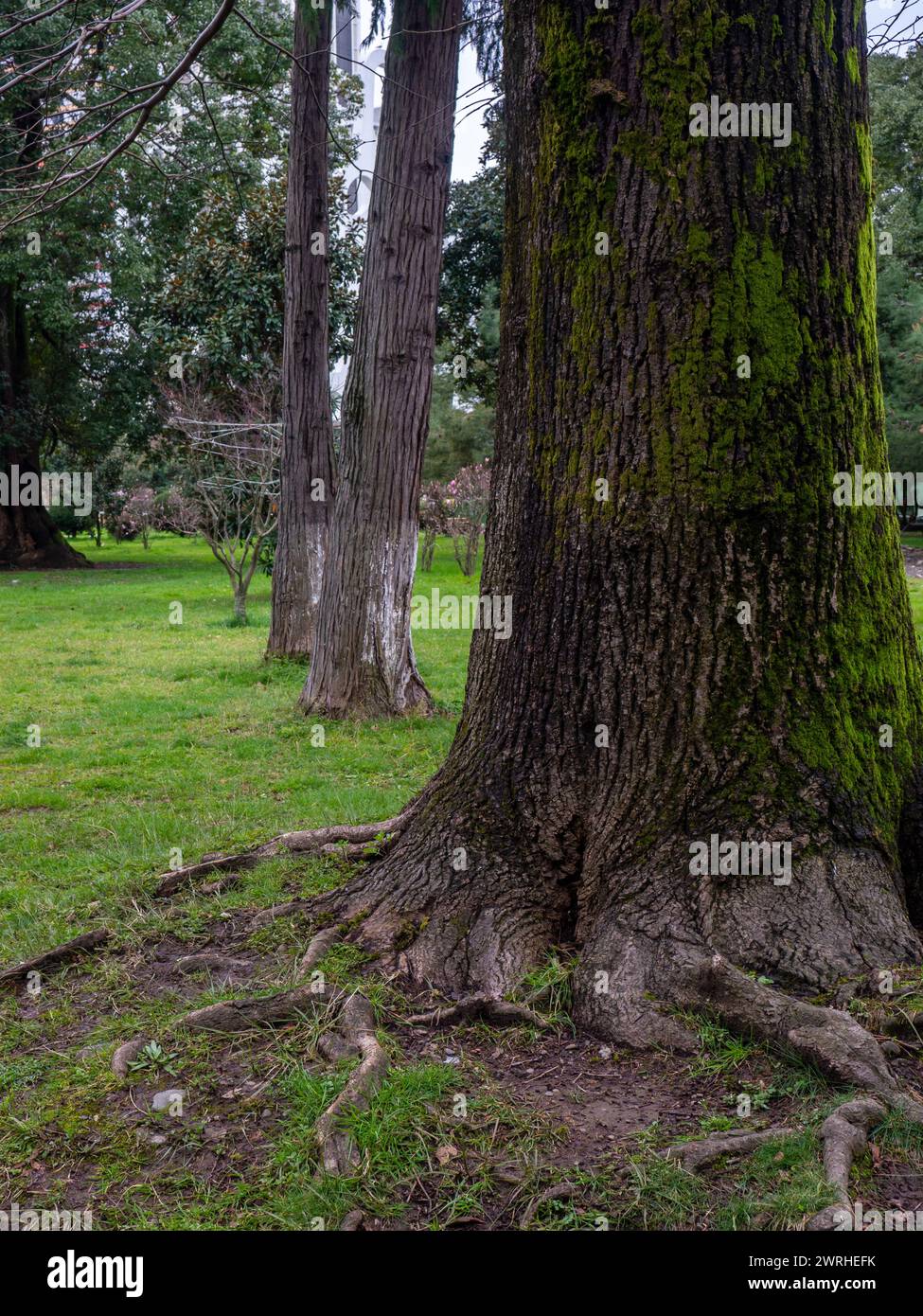 Thick trunk of a large tree. Bark in moss. A big tree. Southern flora ...