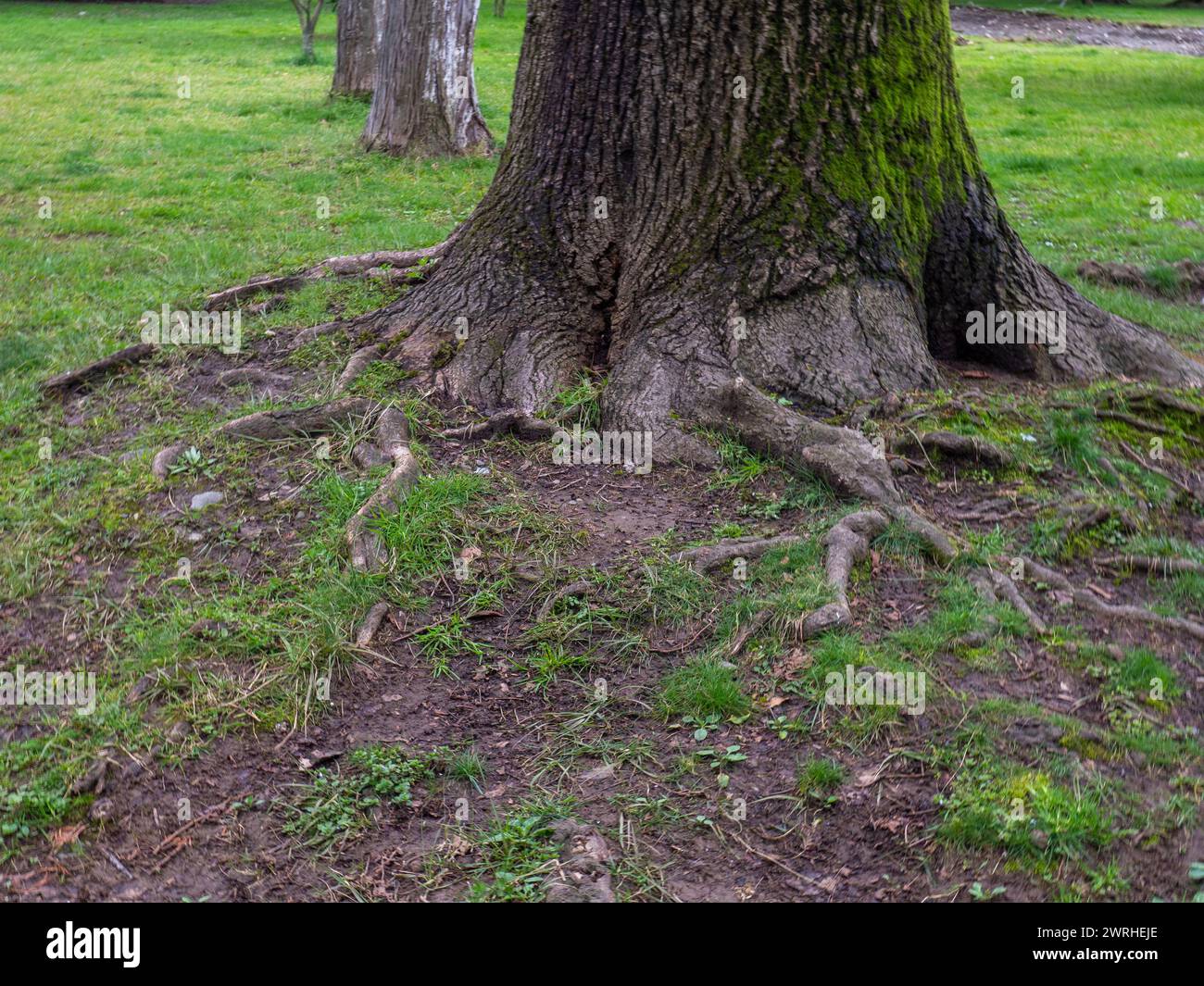 Thick trunk of a large tree. Bark in moss. A big tree. Southern flora ...