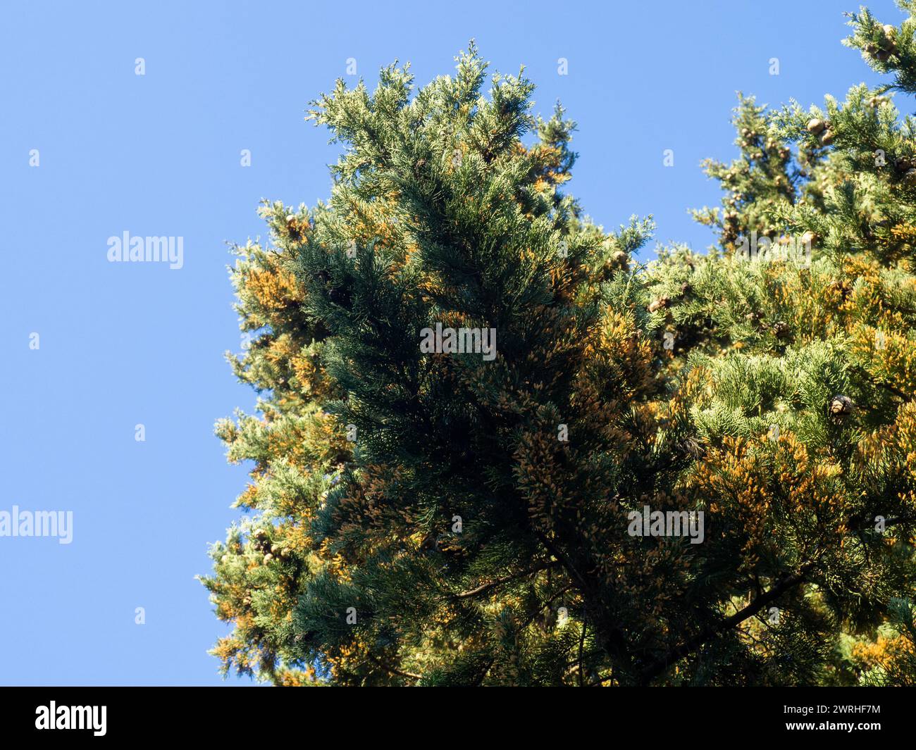 Coniferous tree branches against the sky. Dense tree branches. Conifers ...