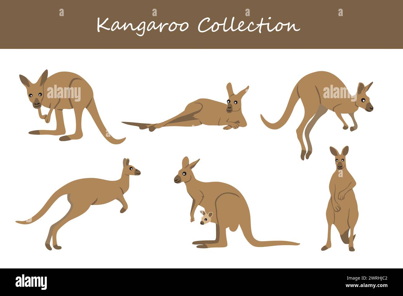 kangaroo vector illustration set. Cute kangaroo isolated on white background Stock Vector Image ...