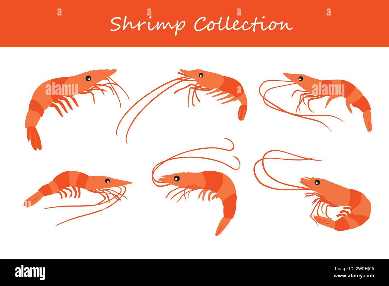 shrimp vector illustration set. Cute shrimp isolated on white ...