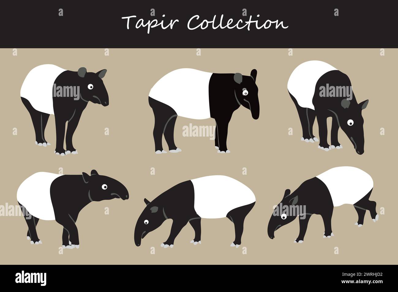 tapir vector illustration set. Cute tapir isolated on white background ...