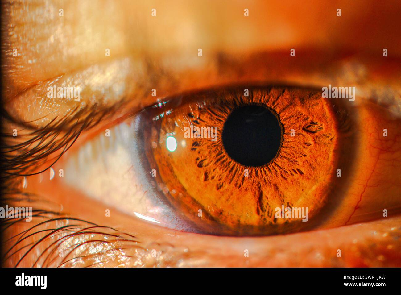 Beautiful brown human eye hi-res stock photography and images - Alamy