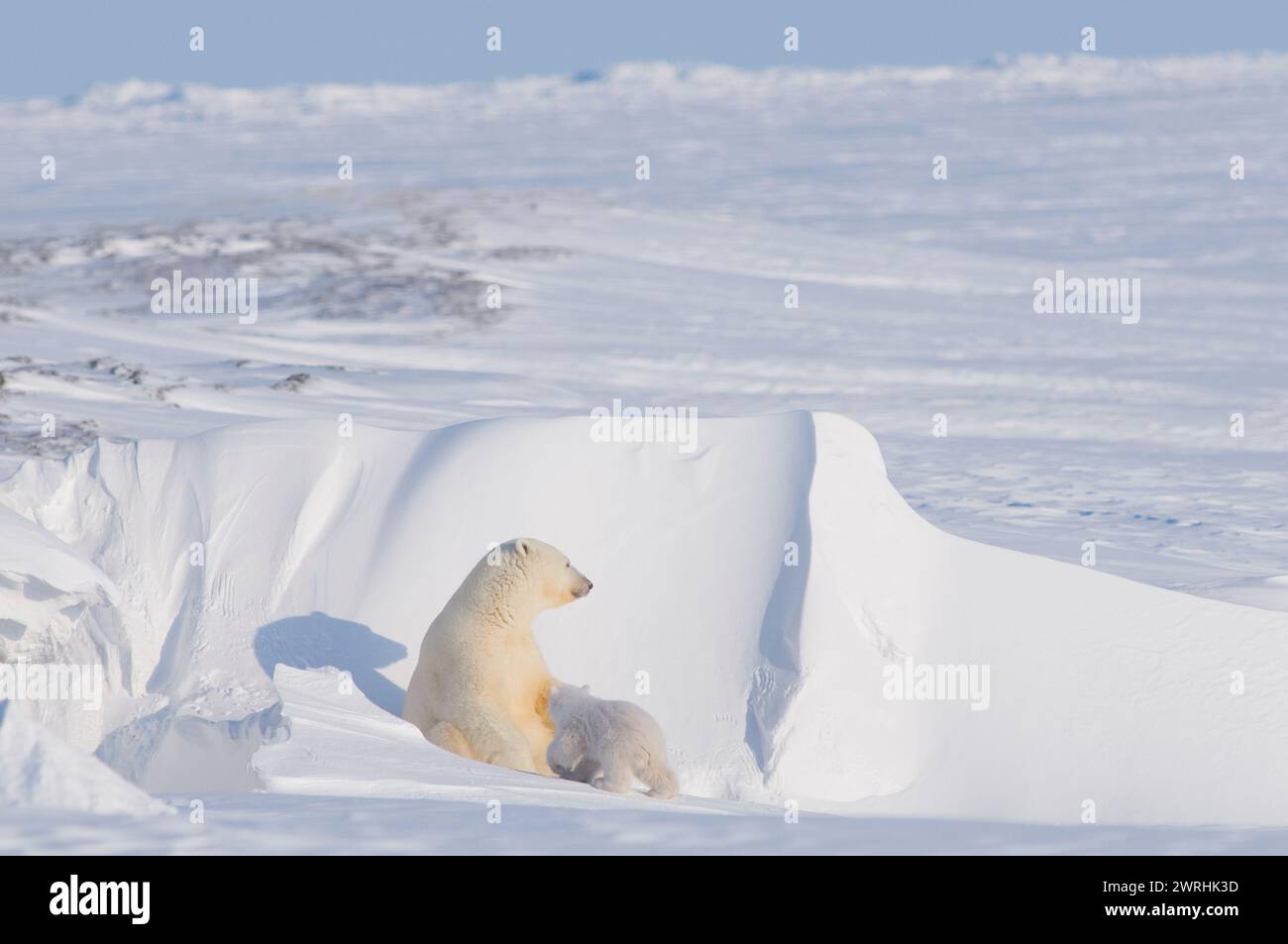 polar bears Ursus maritimus sow with spring cub newly emerged from den ...