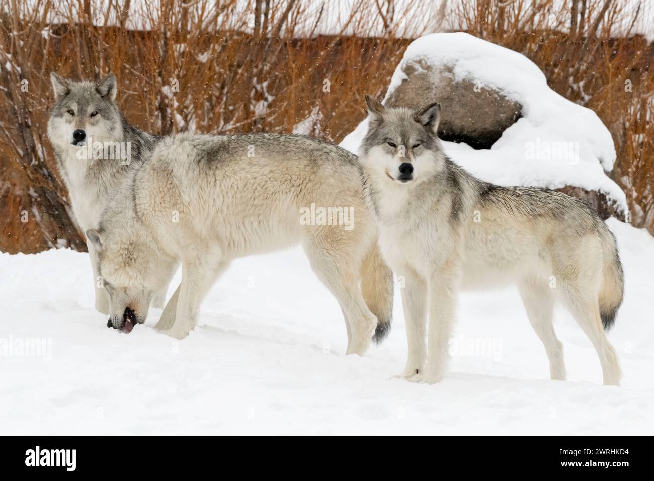 North America; United States; Montana; Wildlife; Predators; Canine ...