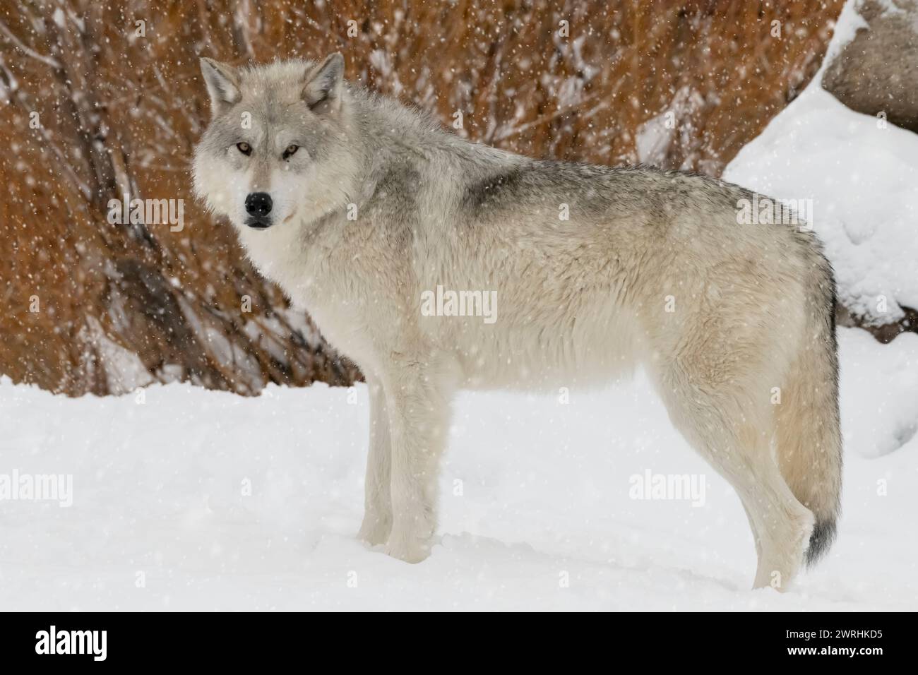 North America; United States; Montana; Wildlife; Predators; Canine ...