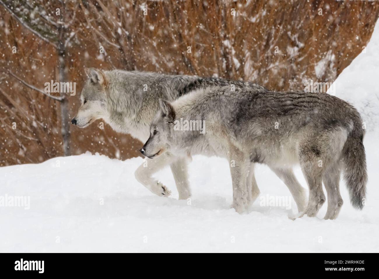 North America; United States; Montana; Wildlife; Predators; Canine ...