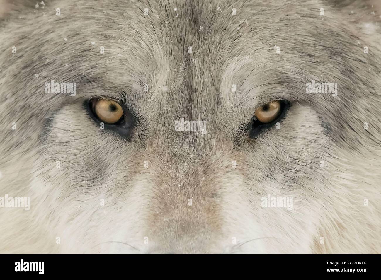 North America; United States; Montana; Wildlife; Predators; Canine ...