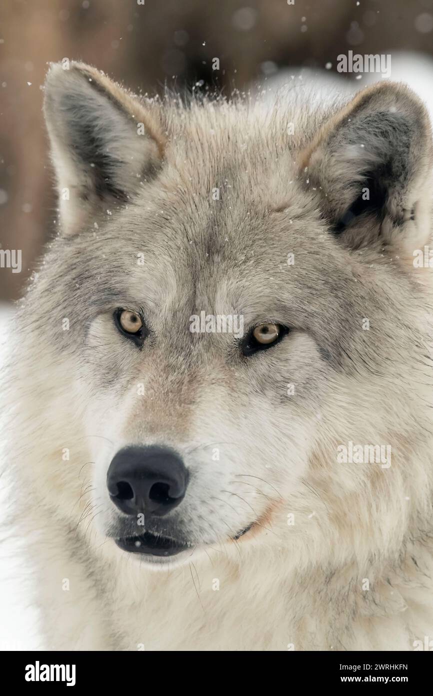 North America; United States; Montana; Wildlife; Predators; Canine ...