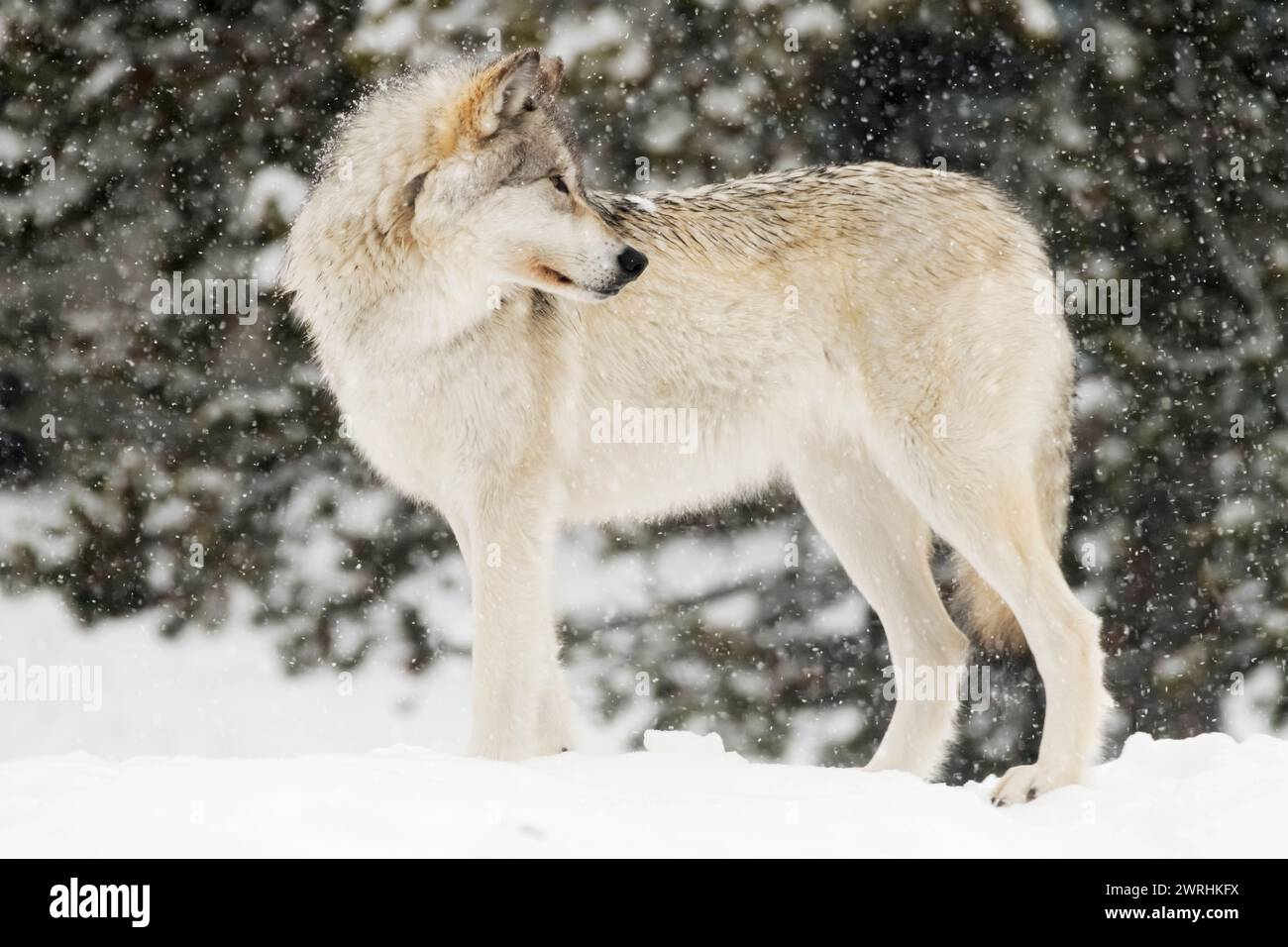 North America; United States; Montana; Wildlife; Predators; Canine ...