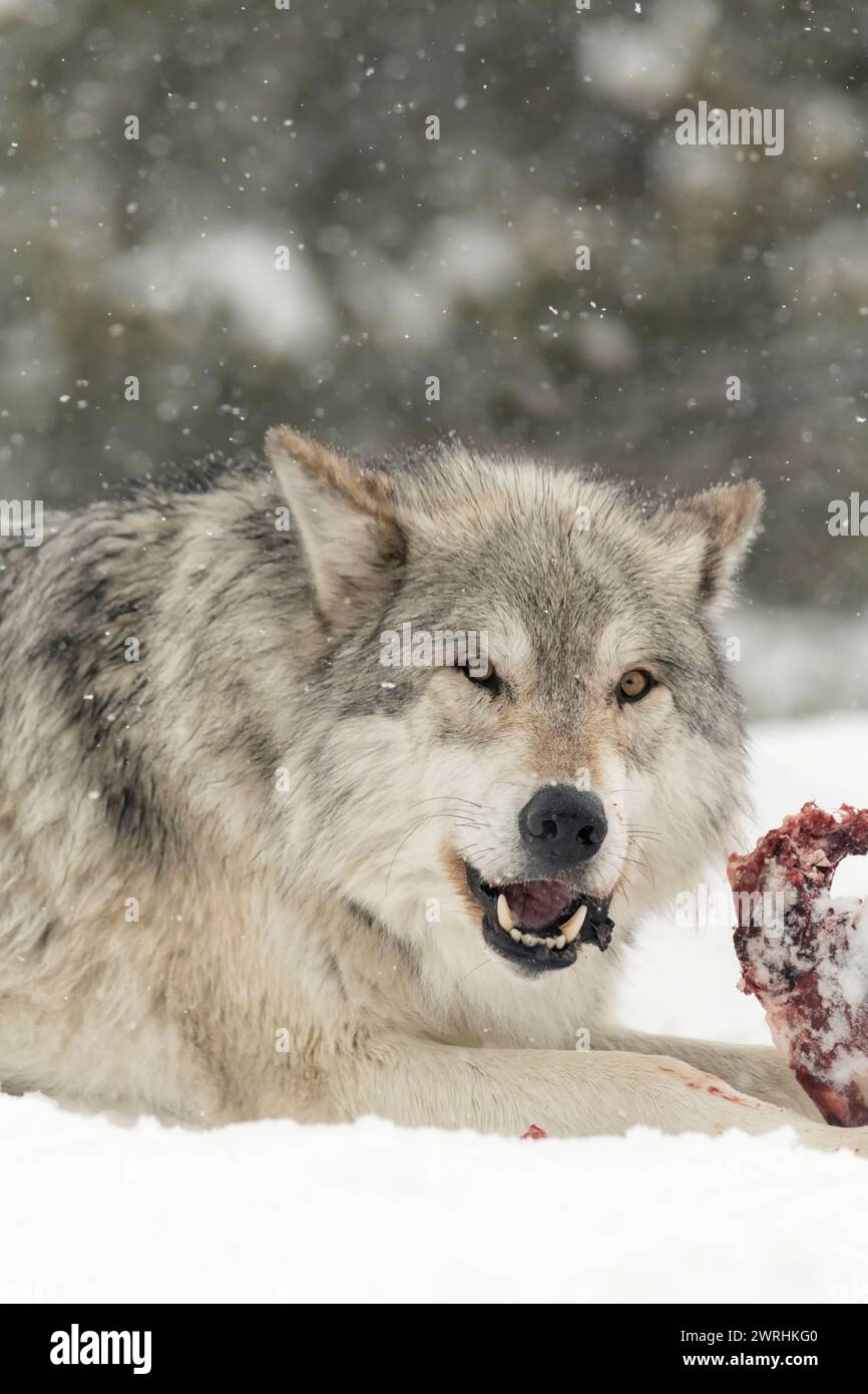 North America; United States; Montana; Wildlife; Predators; Canine ...