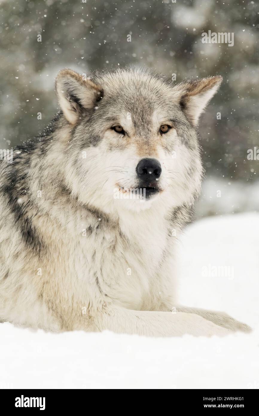 North America; United States; Montana; Wildlife; Predators; Canine ...