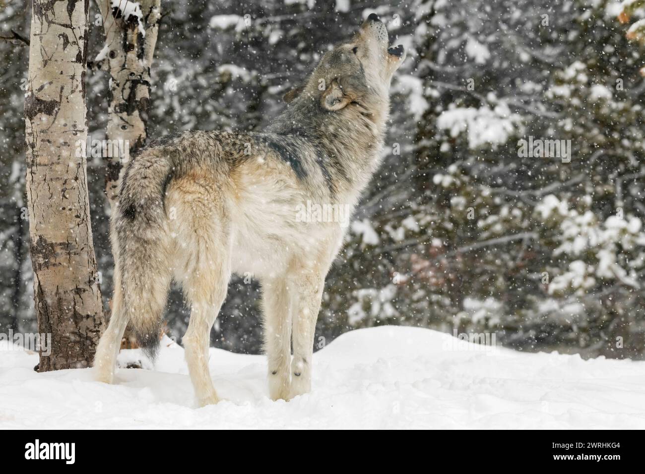 North America; United States; Montana; Wildlife; Predators; Canine ...