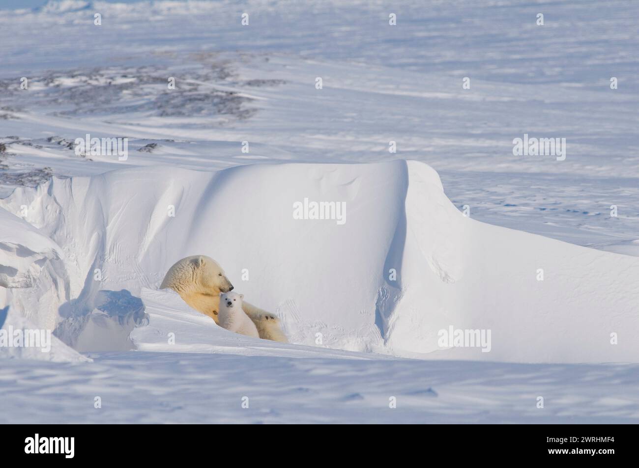 polar bears Ursus maritimus sow with spring cub newly emerged from den ...