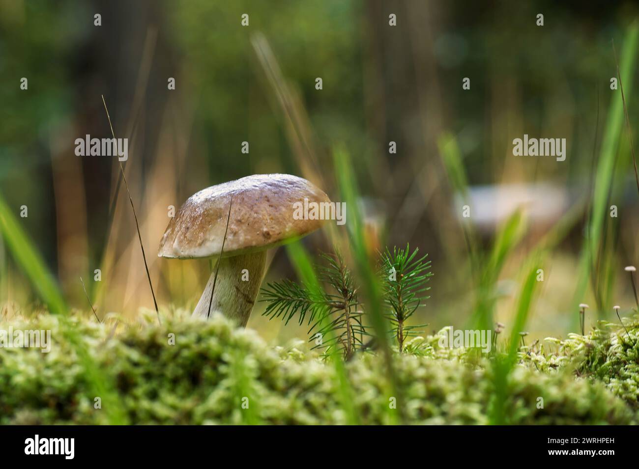 Penny Bun or Boletus edulis, Cep mushroom growing in the woods ...
