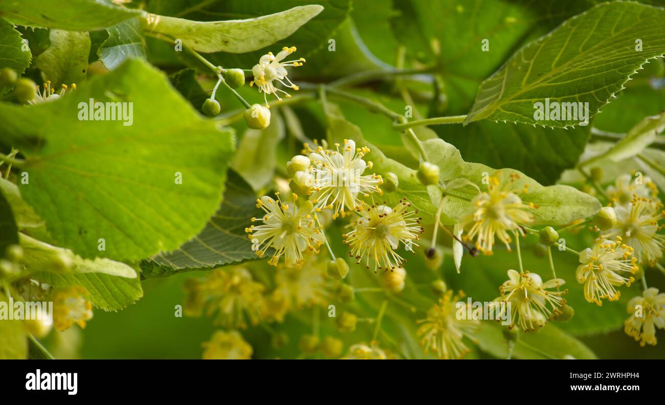 Linden tree branch prominently displaying both leaves and flowers the ...