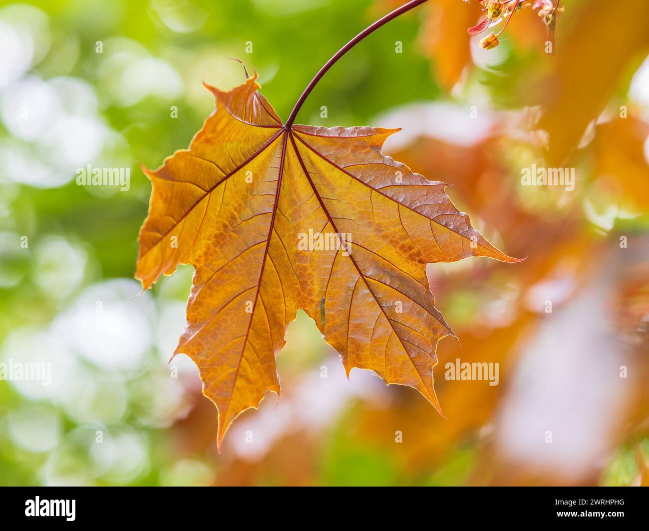 Tree branch with dark red leaves, Acer platanoides, the Norway maple ...