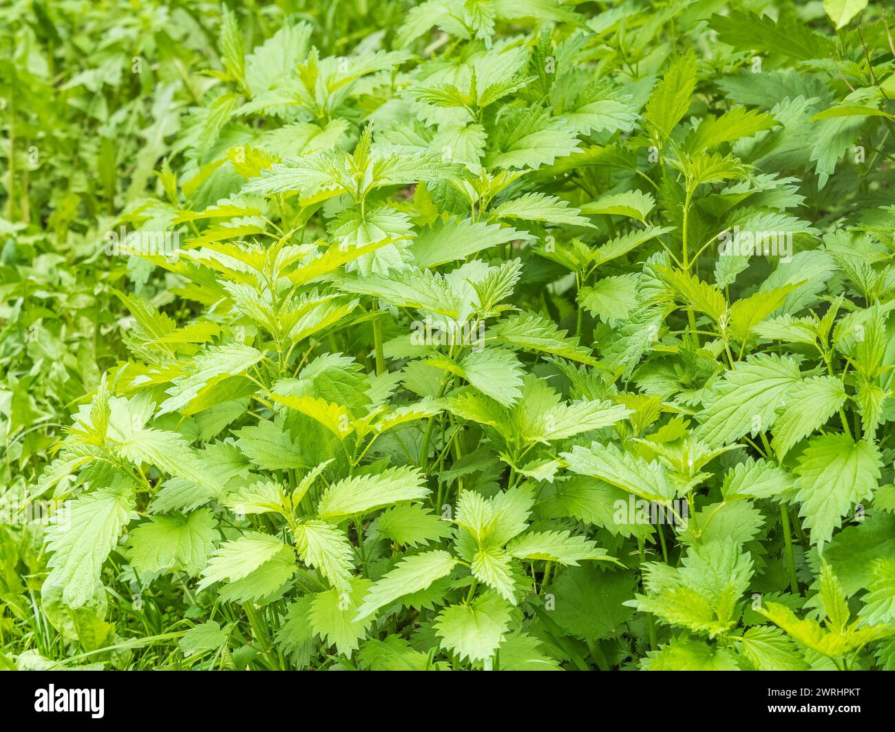 The nettle, Urtica dioica, with green leaves grows in natural thickets ...
