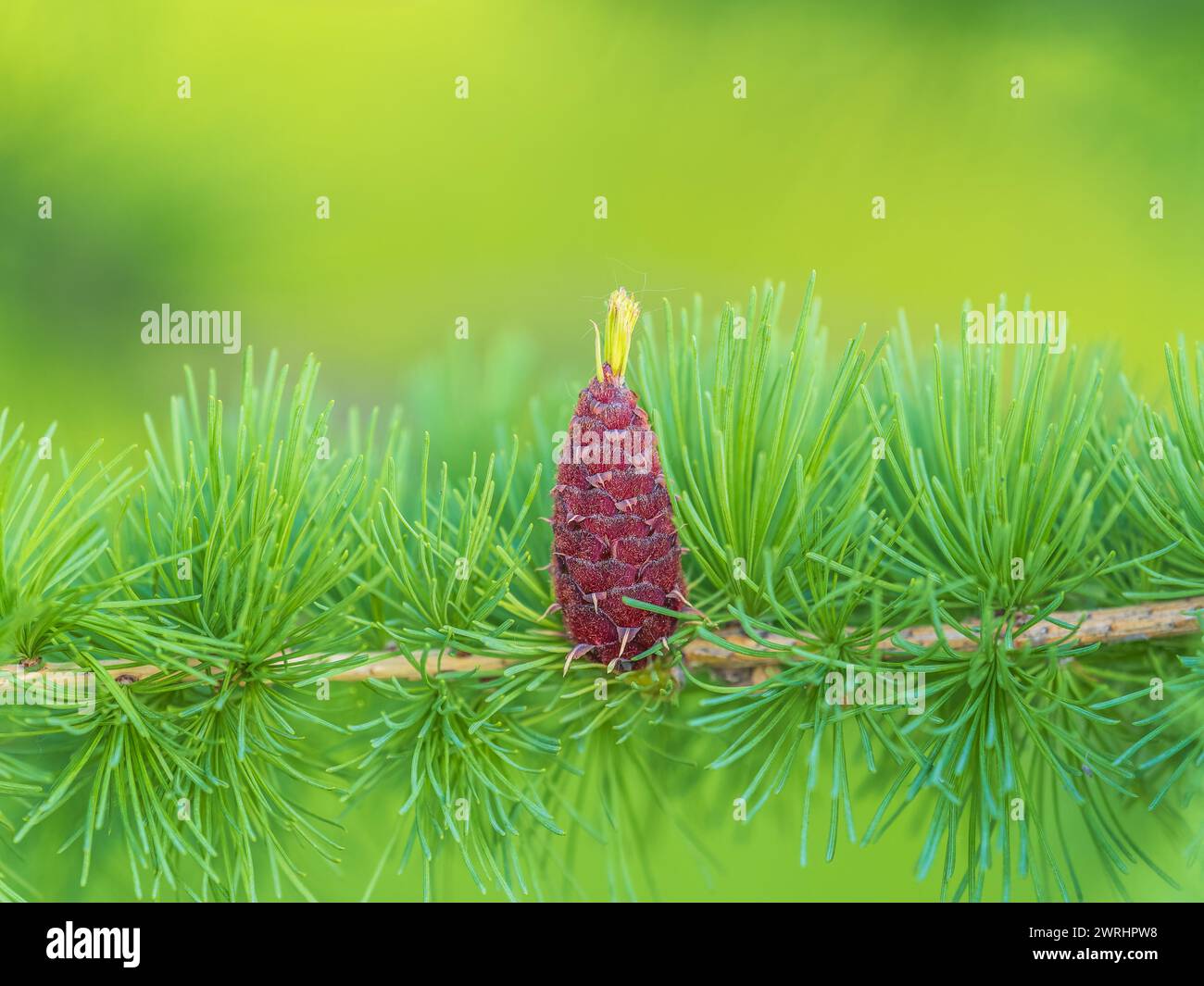 Larch tree fresh pink cones blossom at spring on nature background ...